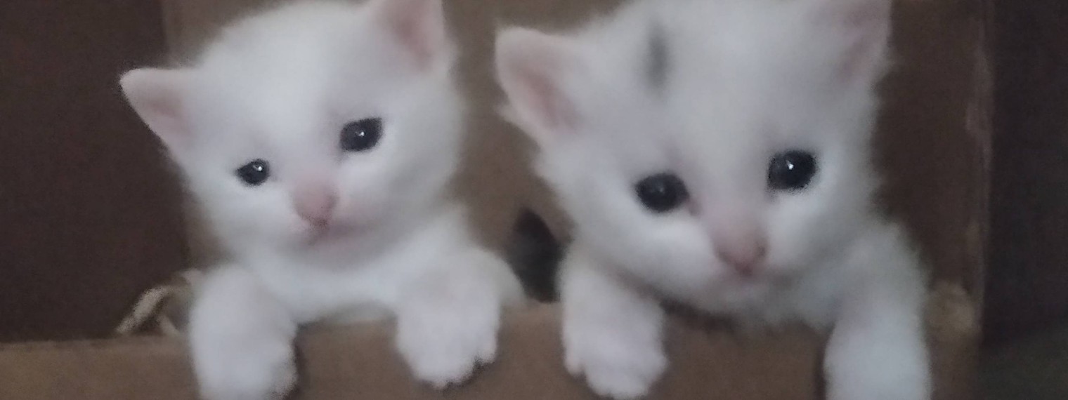 Дрессировка котят. Ждунчики.