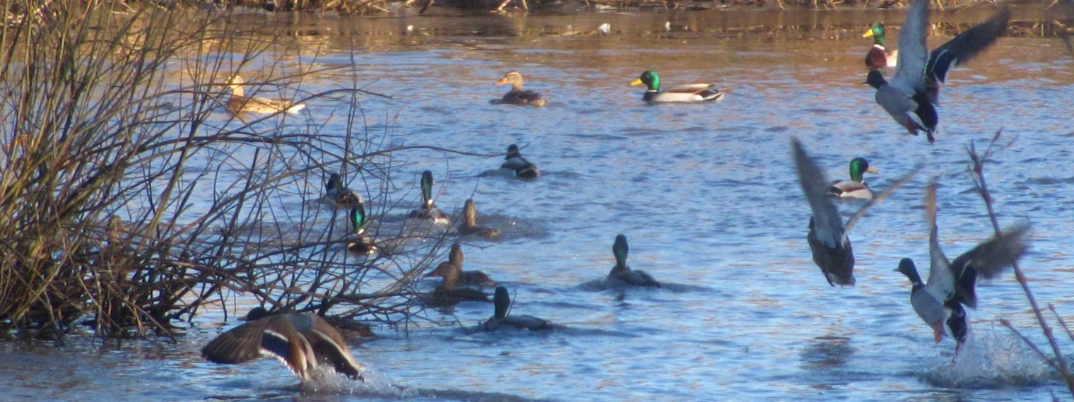Про охоту и рыбалку.