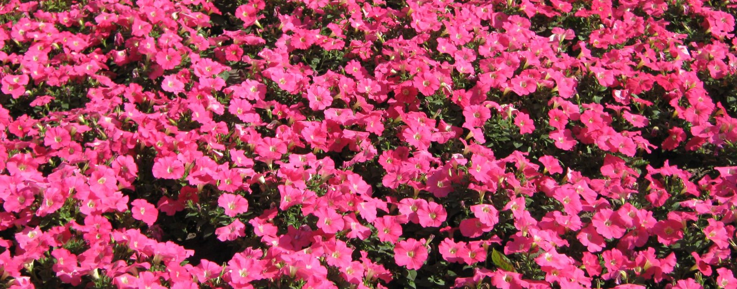 Виктор Коровкин