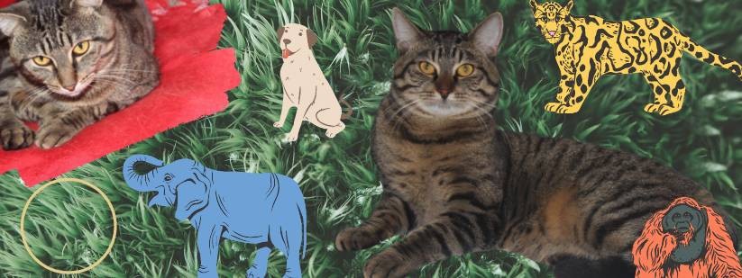 Пушистые новости от Шерхана