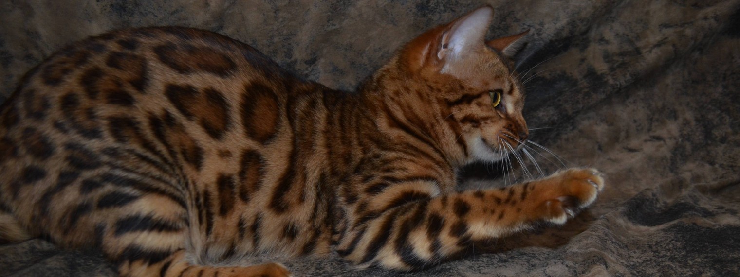 Антон Чурцев