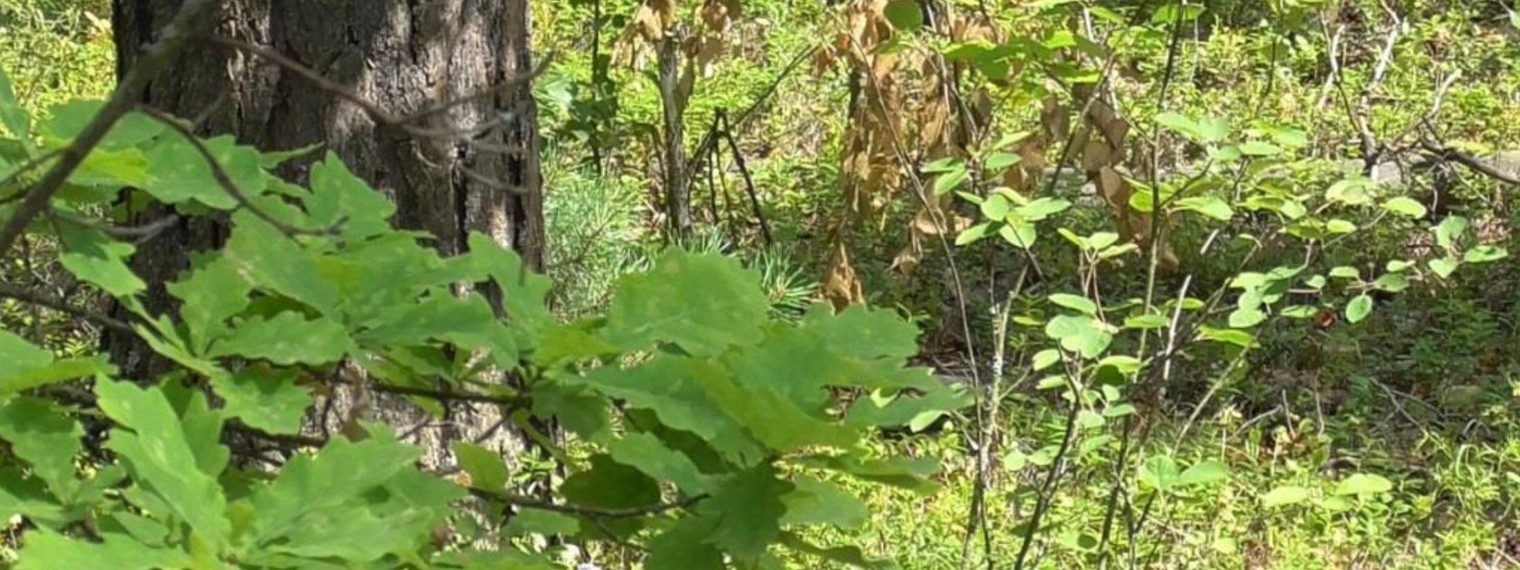 Мир природы