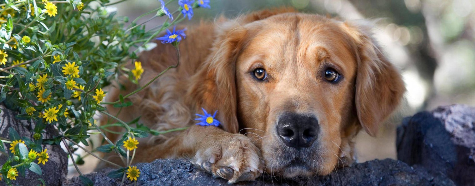 WalkService - всё о животных, дрессировка собак...