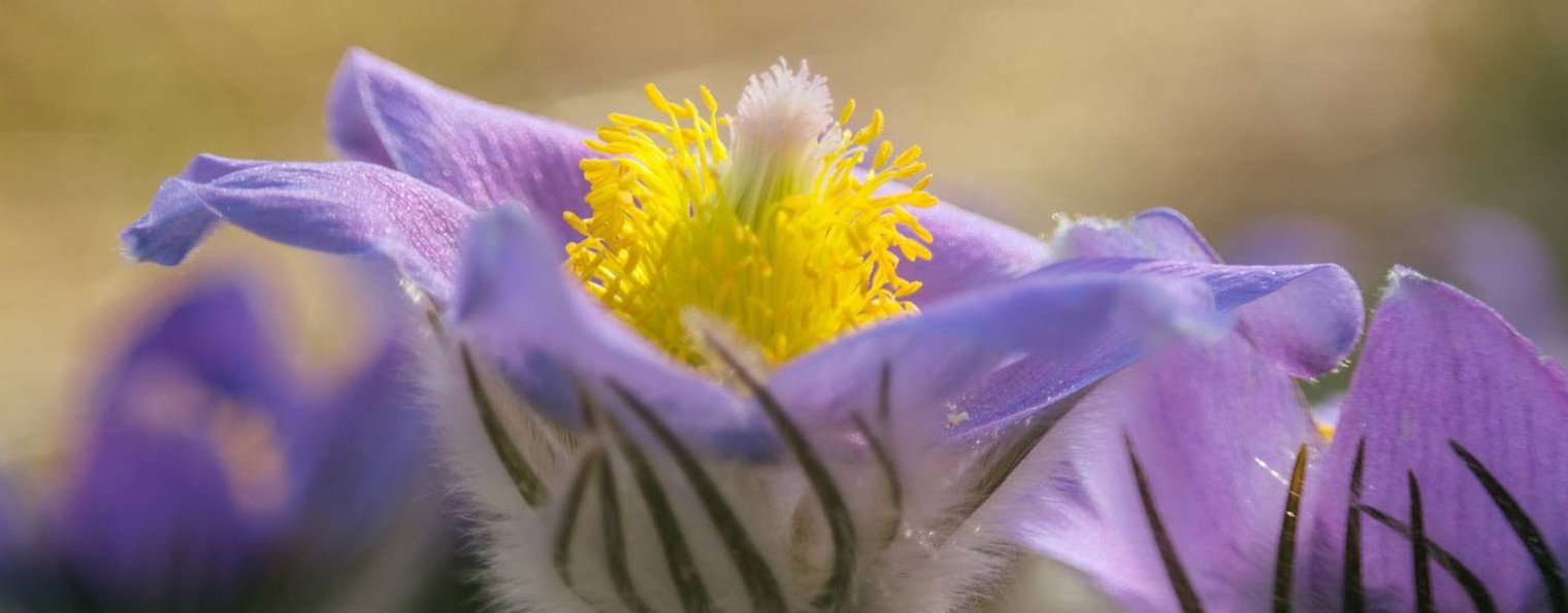 Живая жизнь