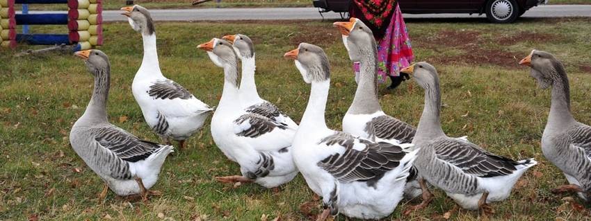 Советы Для Огорода