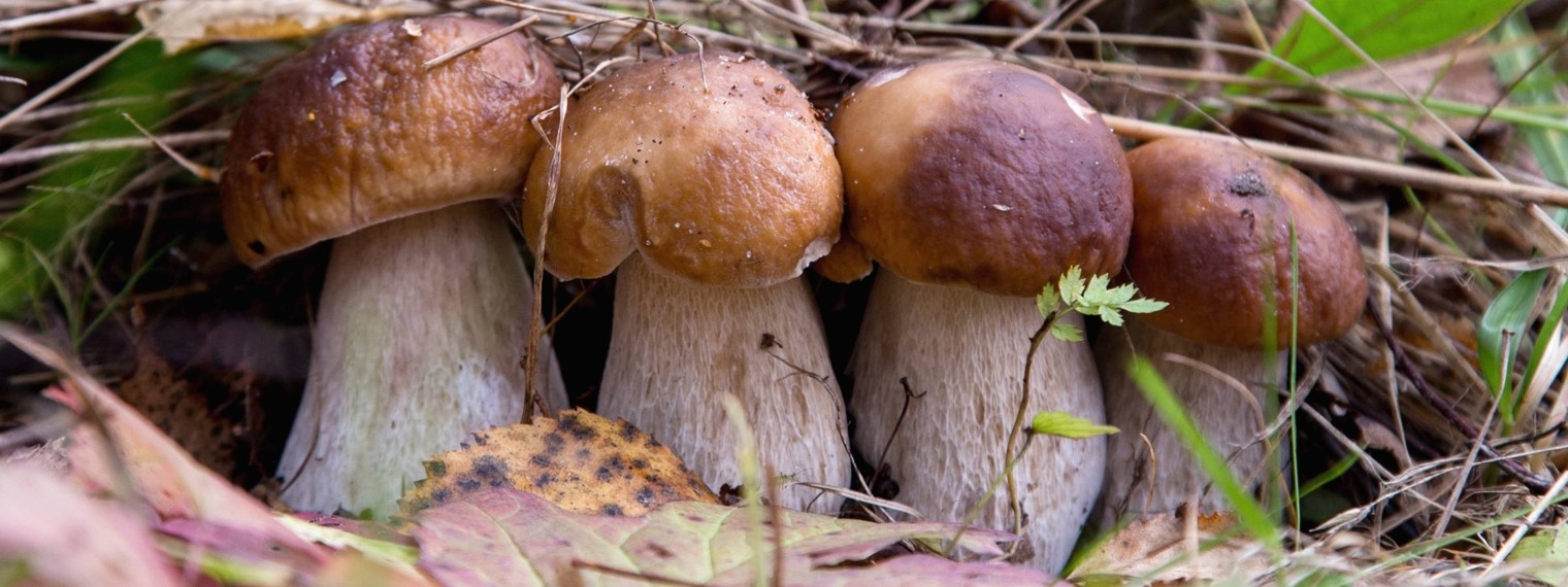 ГРИБЫ И ЯГОДЫ Старое место