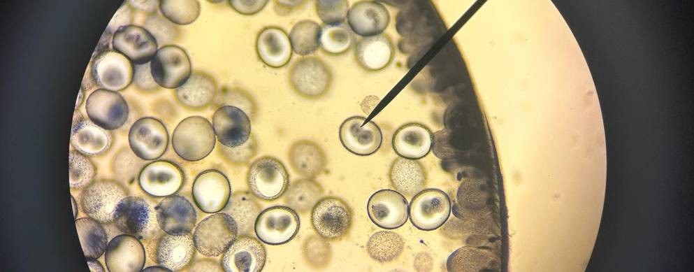 Качан про биологию