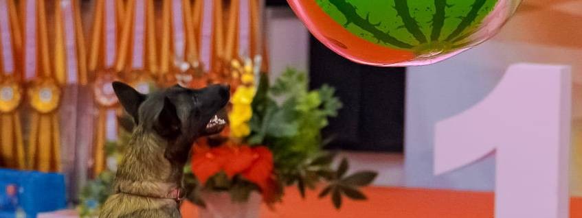 Малинуа и дрессировка собак