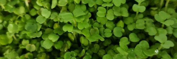 Свежая МИКРОЗЕЛЕНЬ: мифы и реальность