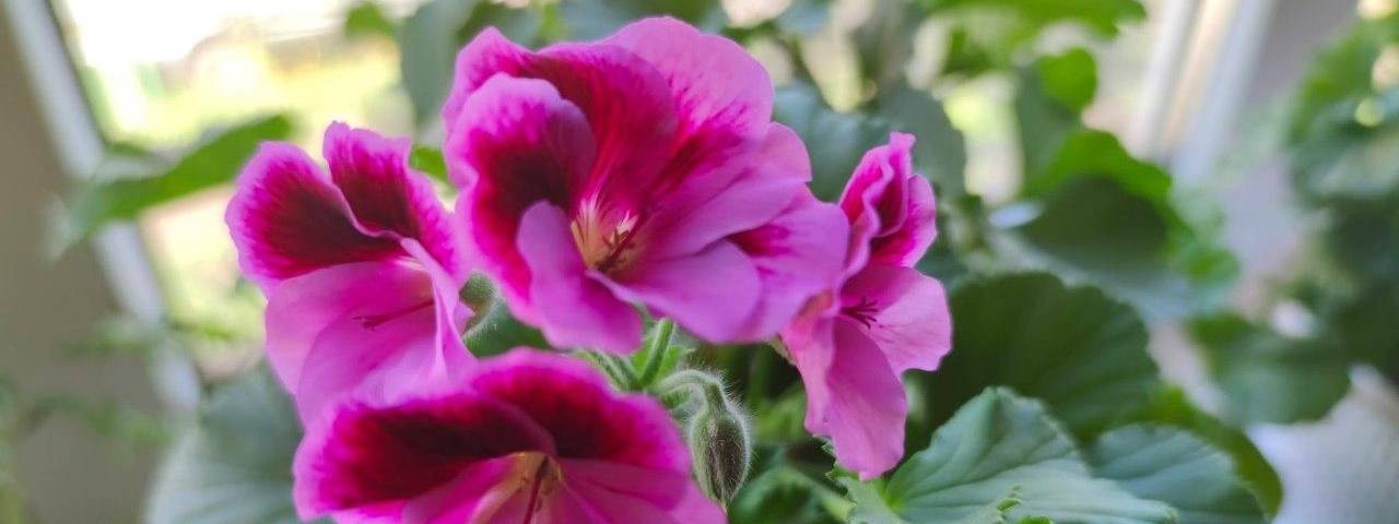 Дачные советы от тёти Нади