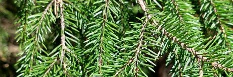 Ёлки Travel #VANLIFE