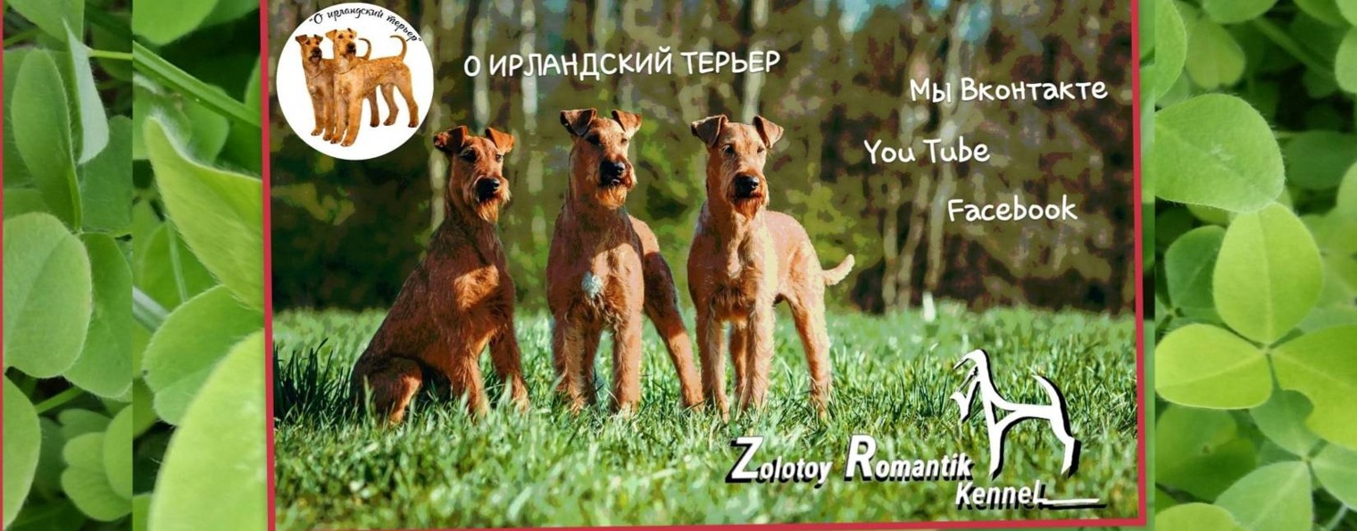 О ирландский терьер ВКонтакте