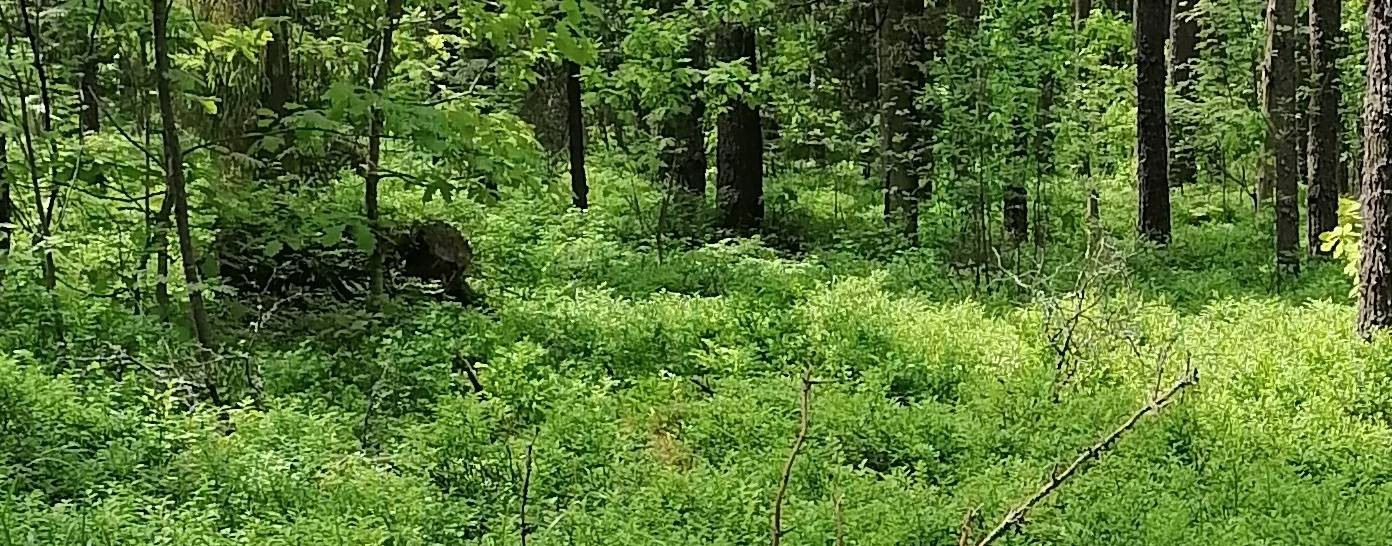 Stichi Tanichannel24525769