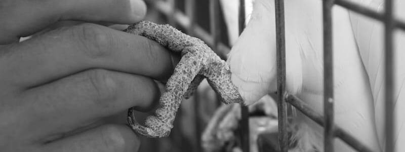 Лечение птиц. Птичий доктор - Валентин Козлитин