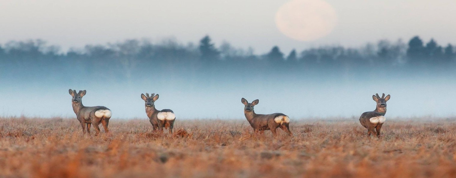 Охотник из Сибири