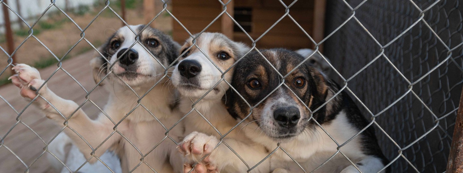 Лохматая Душа Валентины Силич