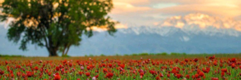 Домашняя птица