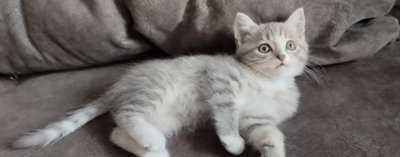 Ёжкина Кошка