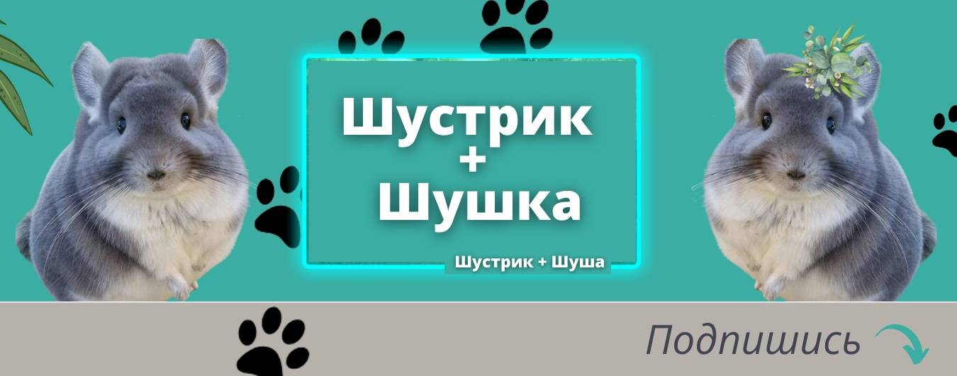 Шустрик +Шушка = шиншиллы