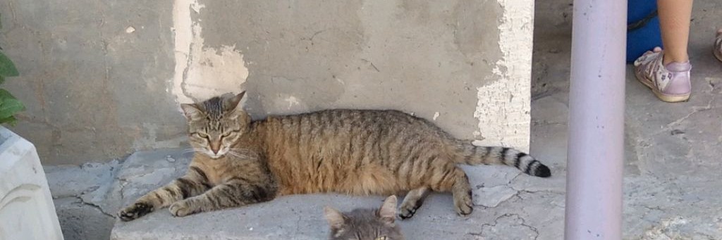 Вячеслав Курилюк