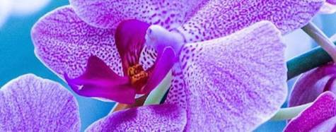 Из жизни Орхидей