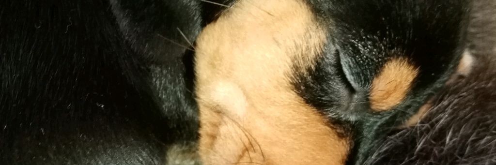 ЛёлечкаСергеевна/ОбительЛеснойВедьмы