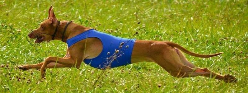 Temple Veles kennel