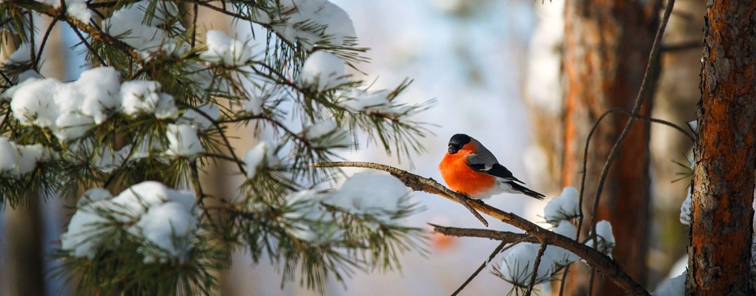 ХОРОШИЙ ДЕНЬ ДЛЯ ЖИЗНИ