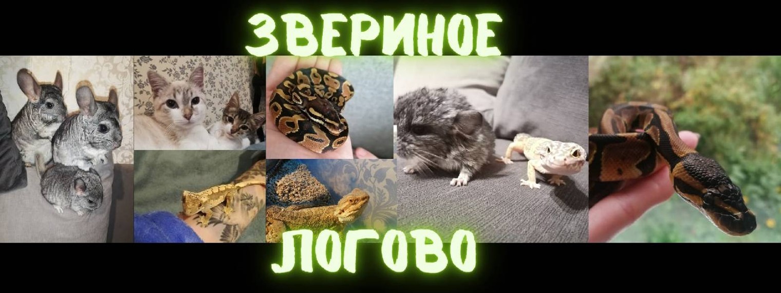 Животные Дома