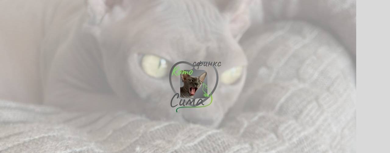 КотоСфинкс Сима