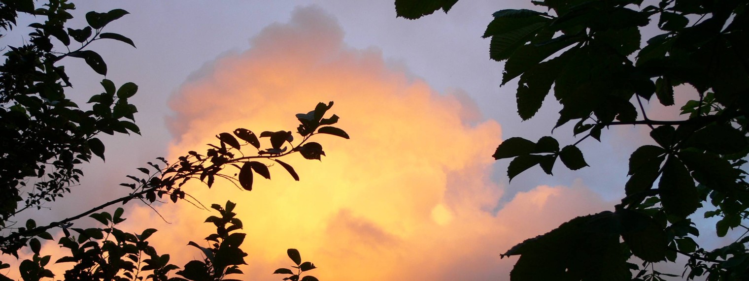 Прогулки по лесу, день за днем с Дедом Многоведом.