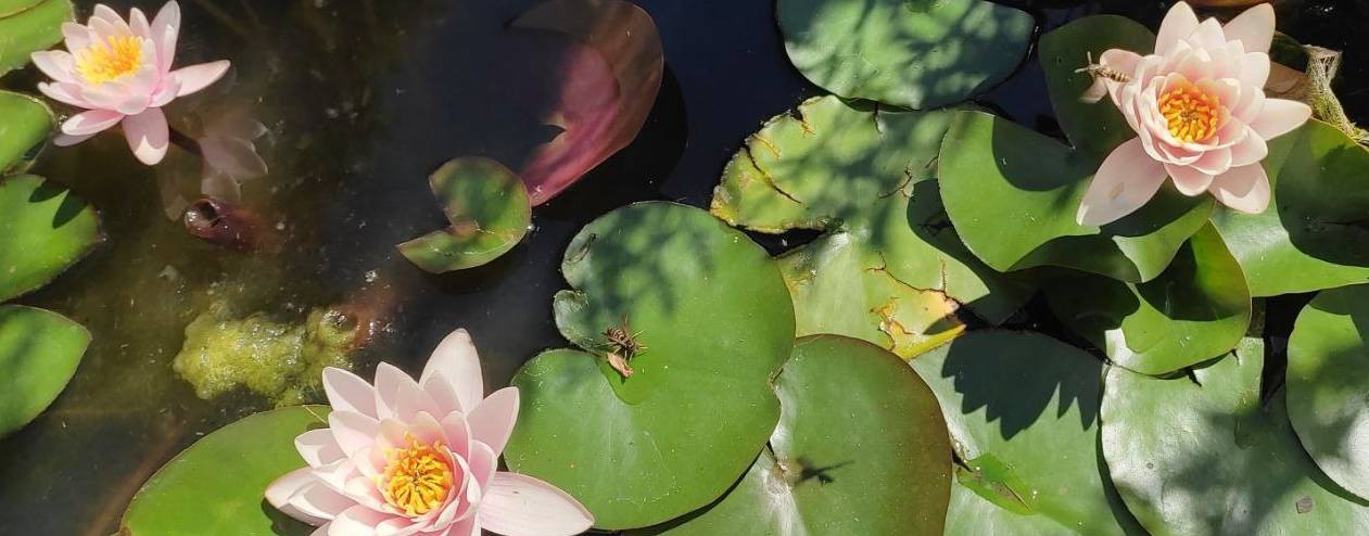 Красота спасет мир