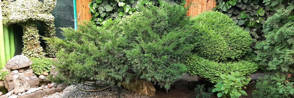 Дмитрич показывает