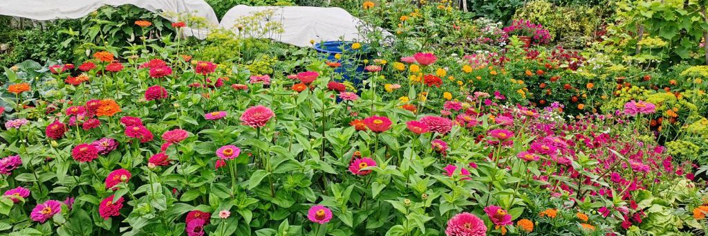 Позитивный огород