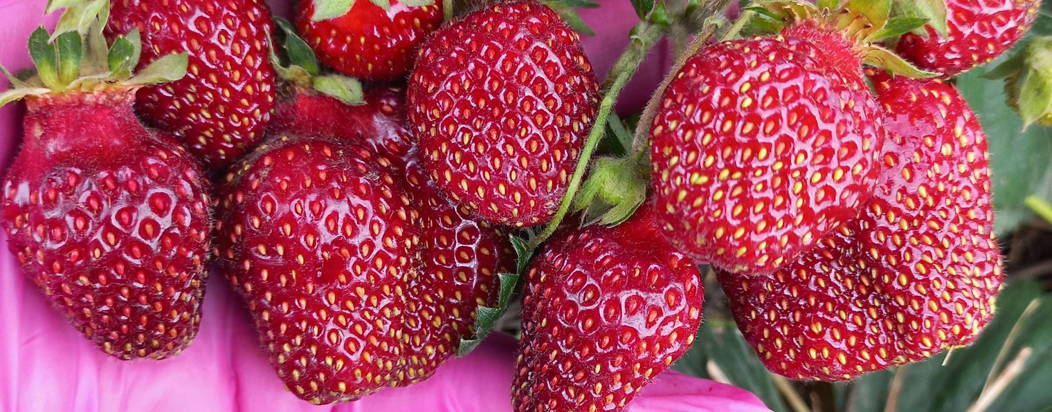 САД ОГОРОД  И ДЕЛА ХОЗЯЙСКИЕ