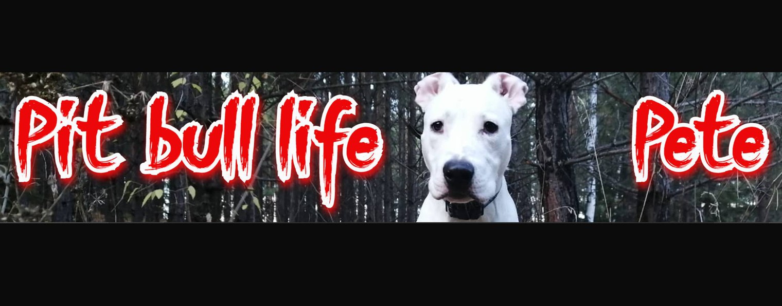 Pit bull life