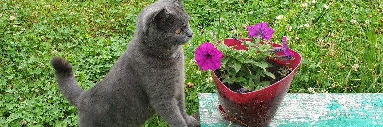 ?Мягкие Лапки?