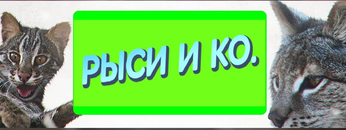 РЫСИ и КО
