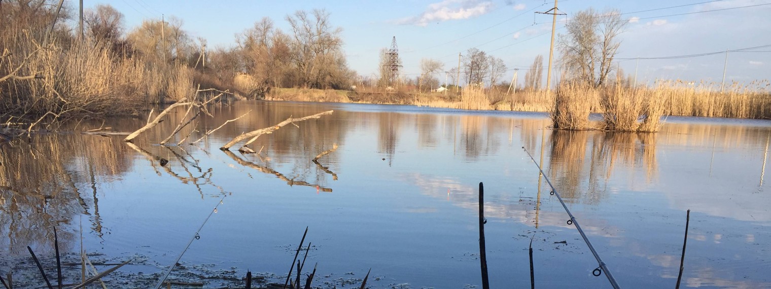 Бородатый Бобр