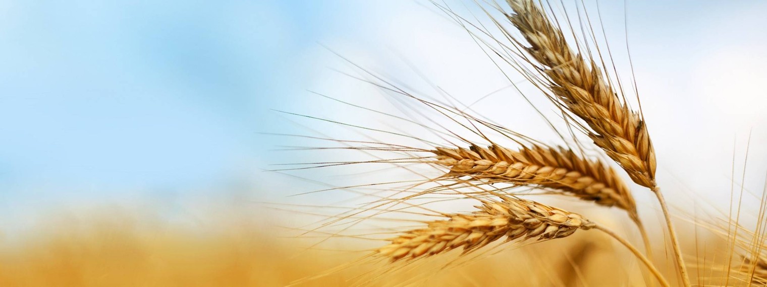 АО «Объединенная зерновая компания» (Группа OZK)