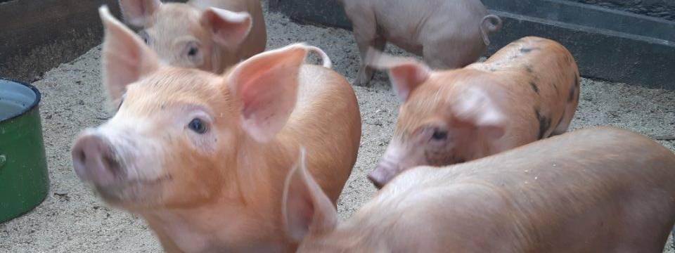 ВЕСЁЛЫЙ ФЕРМЕР ИЛИ prosto_artur1993