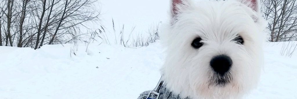 Дрессировка Yulia 🐕