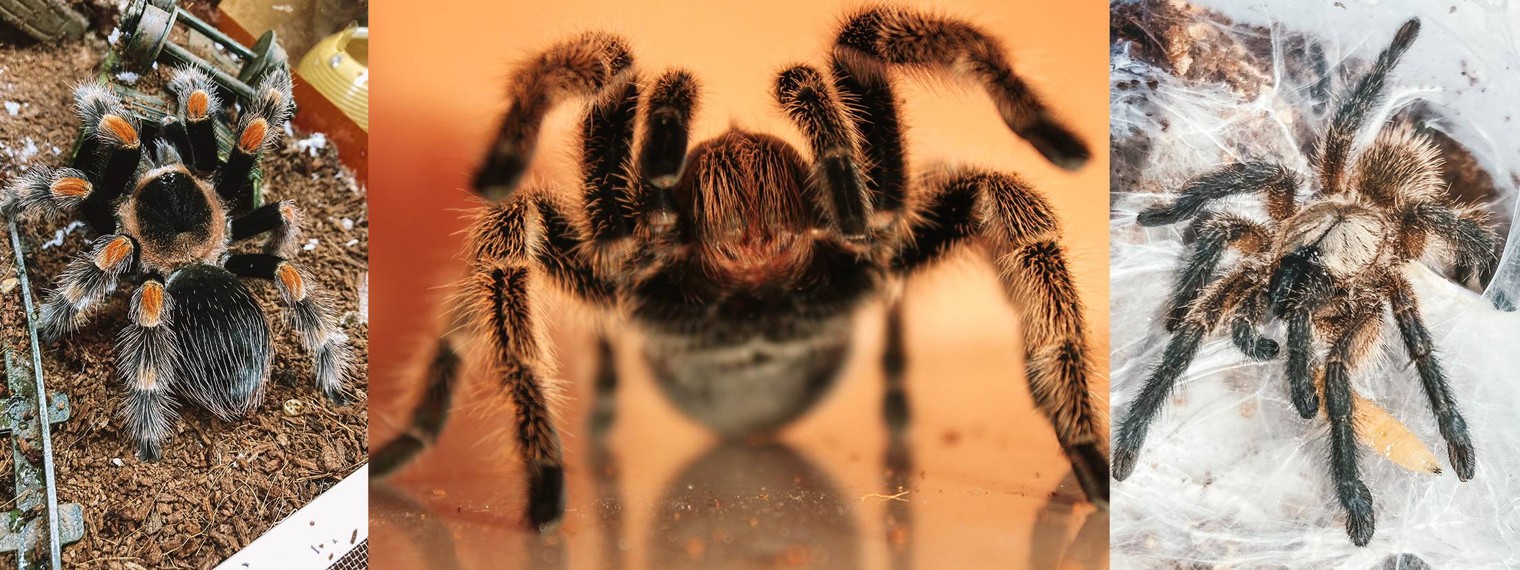 ПАУКИ В ДОМЕ