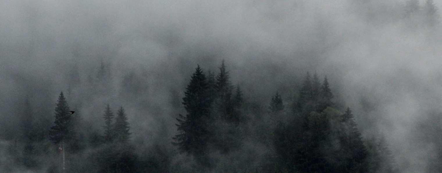 Каргапольцев Марк