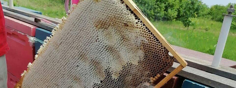 Пасека Донского