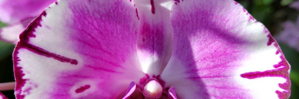 Любимая Орхидея) Чита