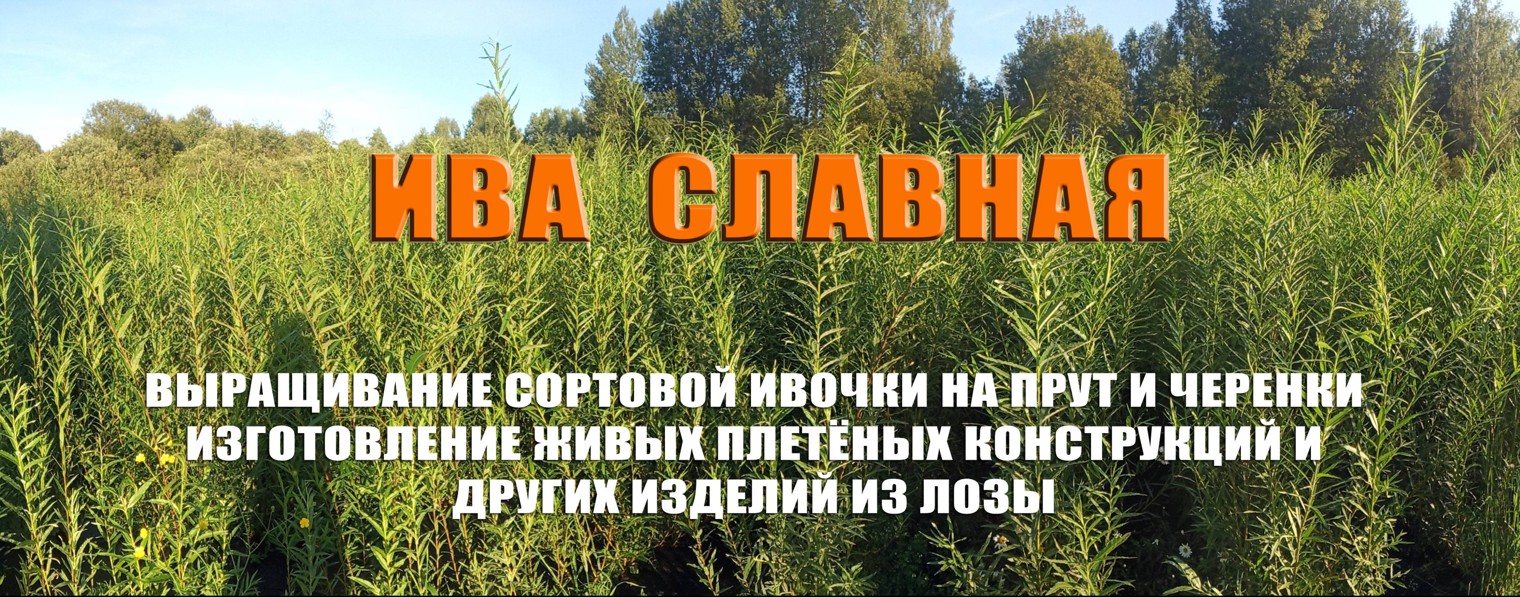 ИВА СЛАВНАЯ