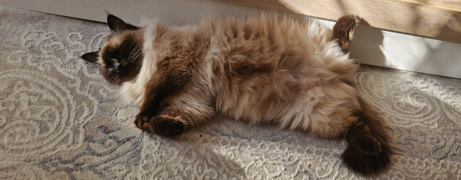 Моника Ки Сяо