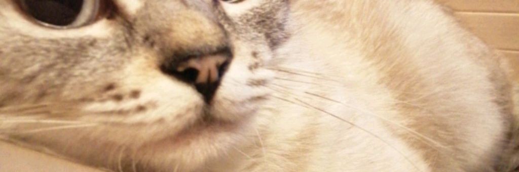 Мяу^(*.*)^Ликая