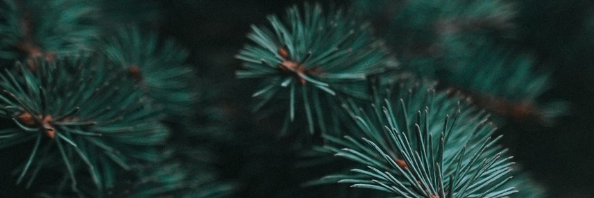 Сумеречная Олеся